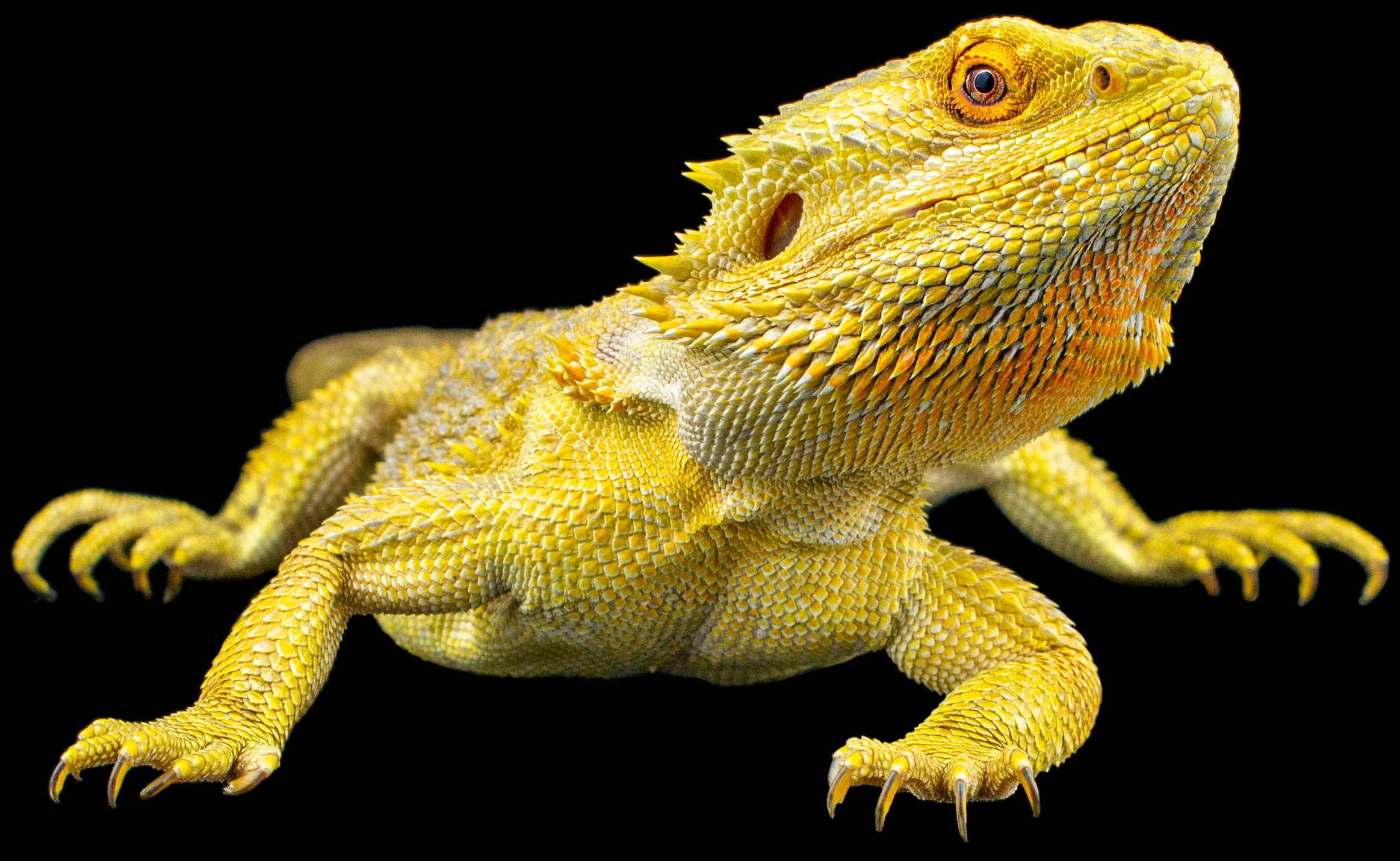 Reptile Foods – Page 3 – Fuzzy Fox Naturally Smarter Pet Foods